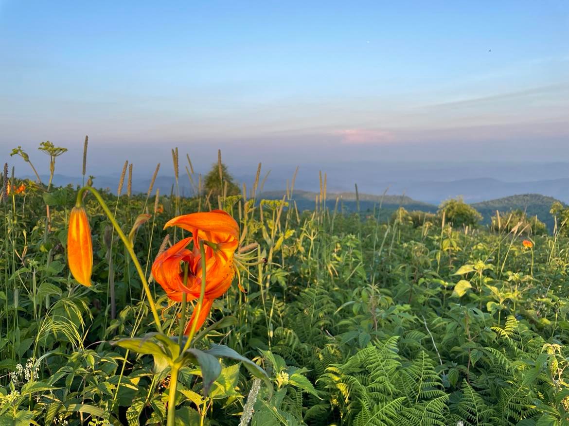 Blue Ridge Mountains Wildflowers: When and Where to See Them ...